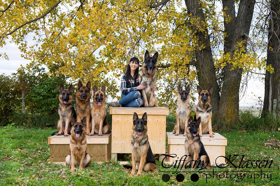 group-photo – Prairieside German Shepherds